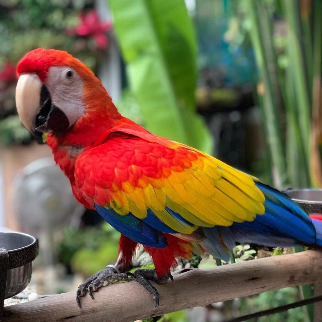 BETTY FEMALE SCARLET MACAW FOR SALE – Exotic Parrot Pet Store